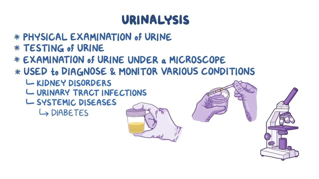 Urine Cytology What Is It Purpose Procedure Results 47 OFF